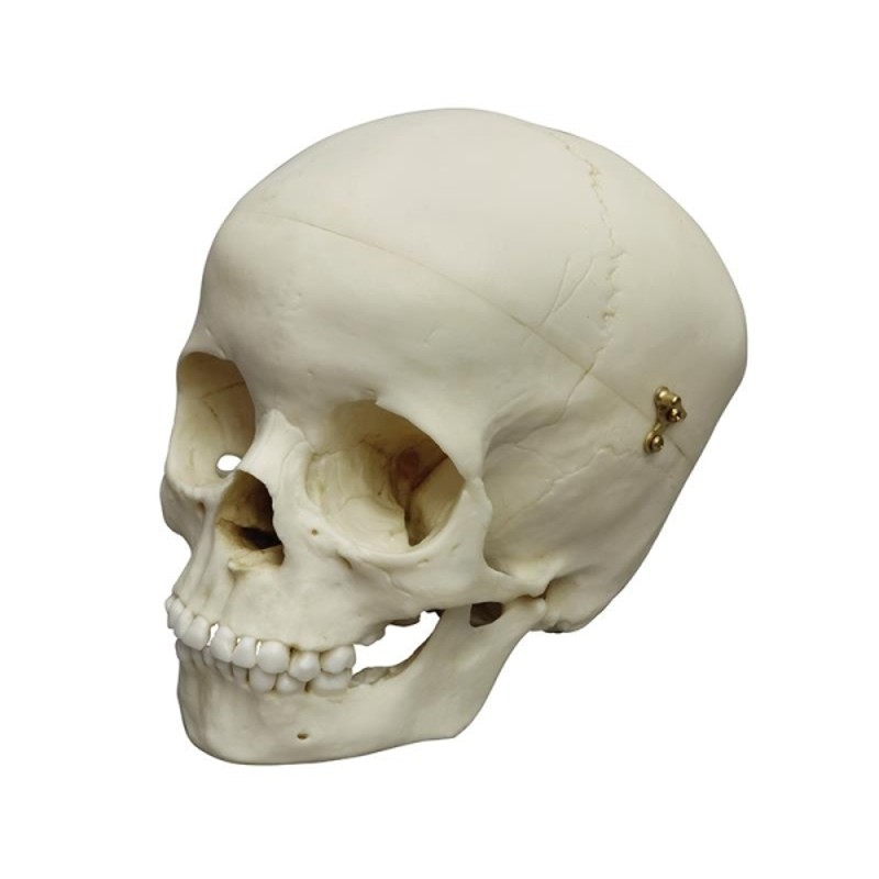 Paediatric Skull 5 Year Old | Health and Care